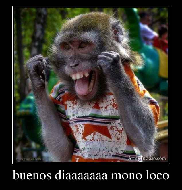 buenos diaaaaaaa mono loco