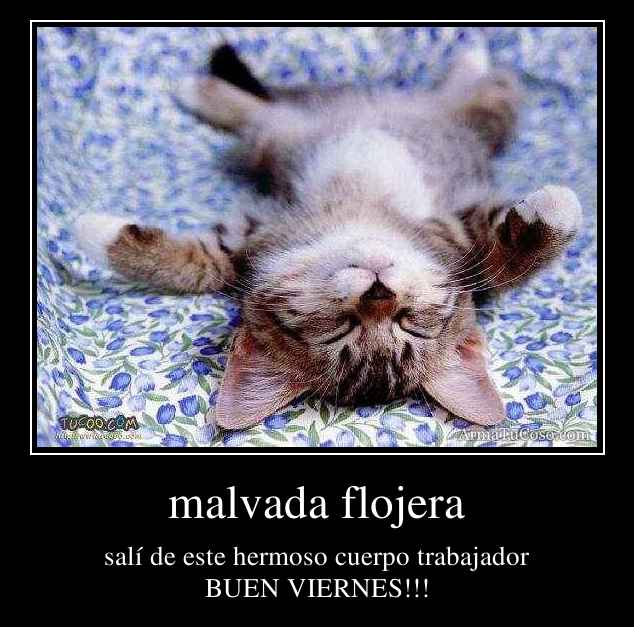 Que flojera imagenes - Imagui